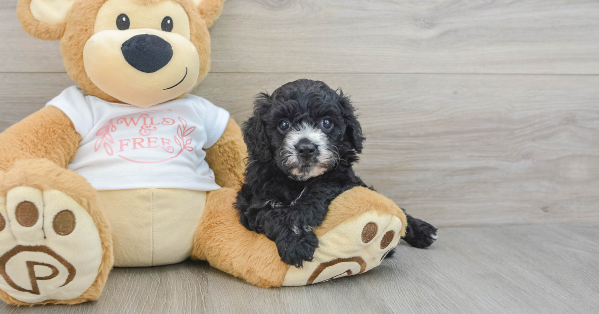 Smart Cavapoo Zain: 4lb 5oz Doodle Puppy
