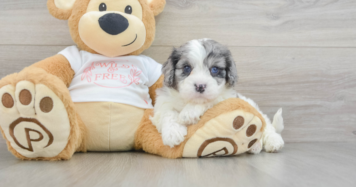 Friendly Cavapoo Zali: 4lb 12oz Doodle Puppy