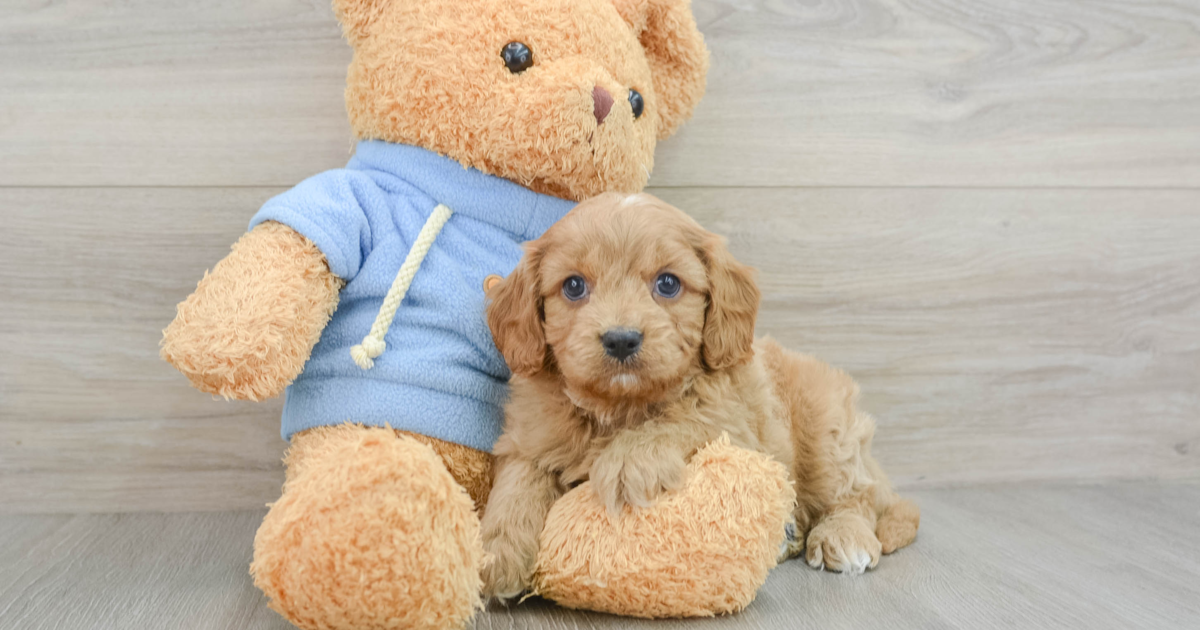 Happy Cavapoo Zander: 5lb 15oz Doodle Puppy