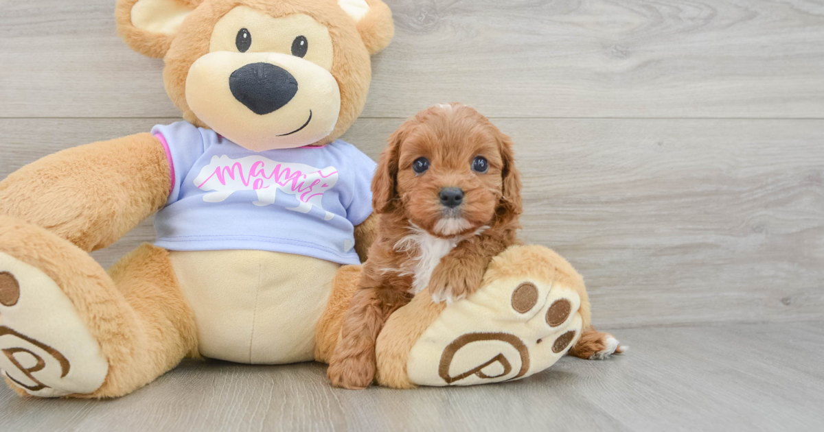 Adorable Cavapoo Zander: 3lb 8oz Doodle Puppy