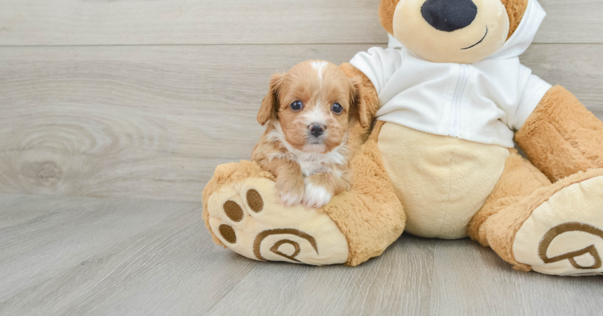 Little Cavapoo Zaza: 2lb 1oz Doodle Puppy