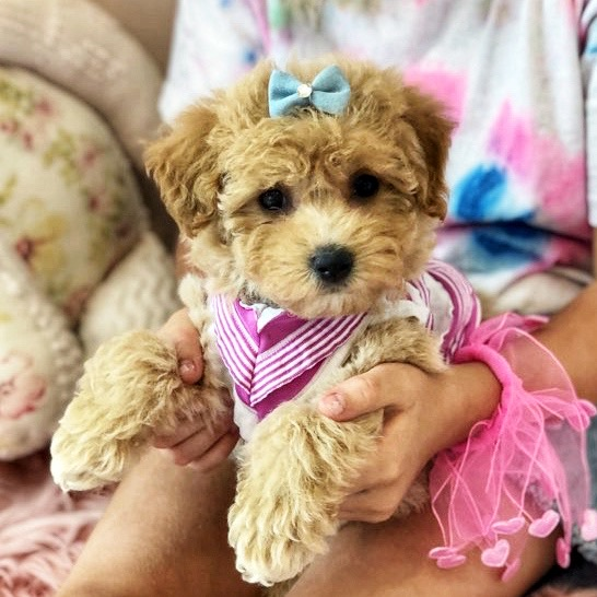 Poochon Puppies for Sale