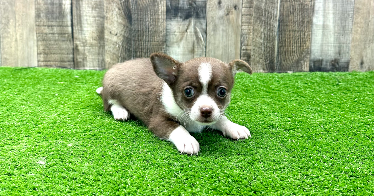 Cute Chihuahua Jose: 2lb 11oz Small Breed Puppy