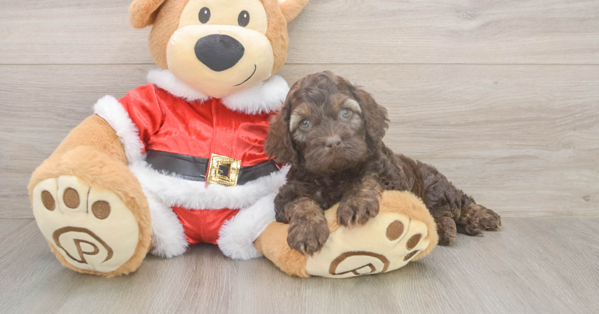 Cute Cockapoo Adrianna: 5lb 3oz Doodle Puppy