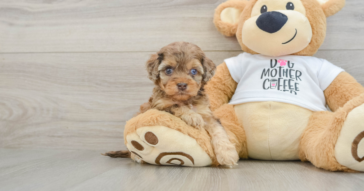 Funny Cockapoo Aqua: 2lb 11oz Doodle Puppy