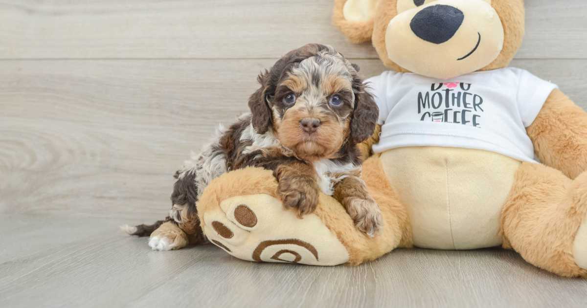 Adorable Cockapoo Belize: 4lb 10oz Doodle Puppy
