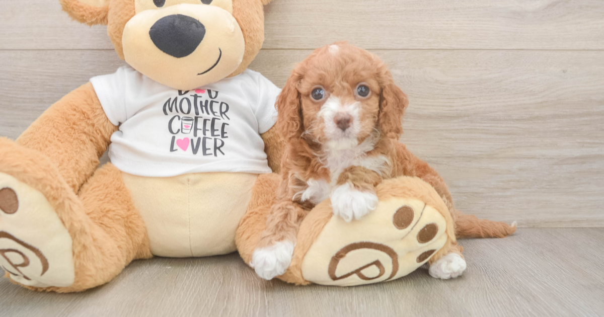Friendly Cockapoo Belize: 3lb 11oz Doodle Puppy