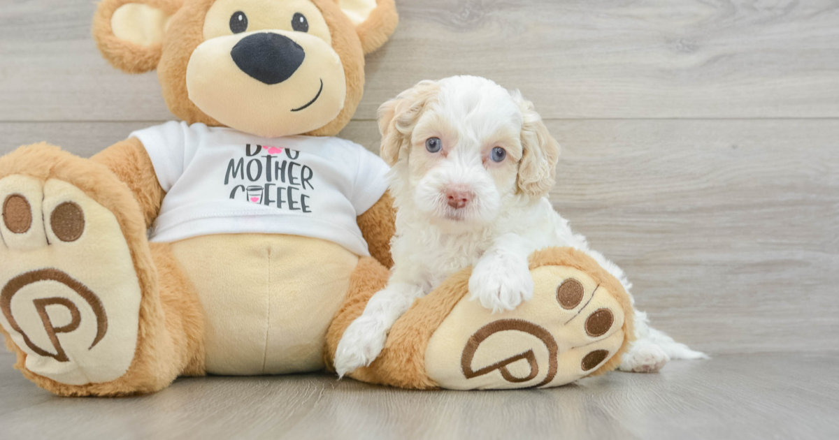 Fluffy Cockapoo Billie Jean: 4lb 14oz Doodle Puppy