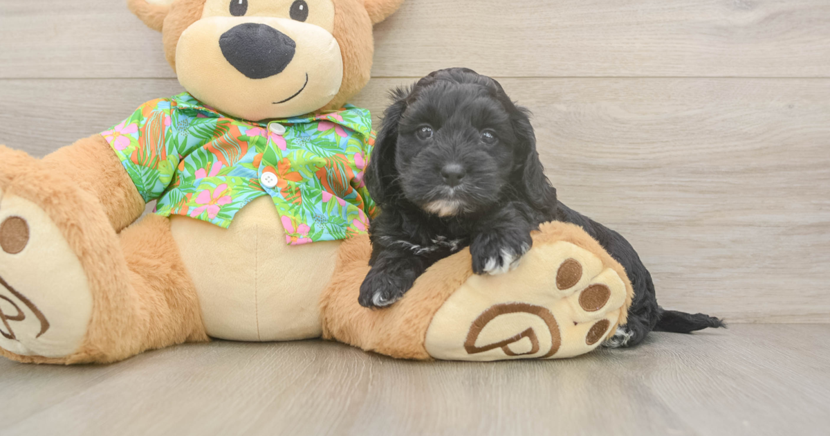 Petite Cockapoo Billie Jean: 4lb 7oz Doodle Puppy