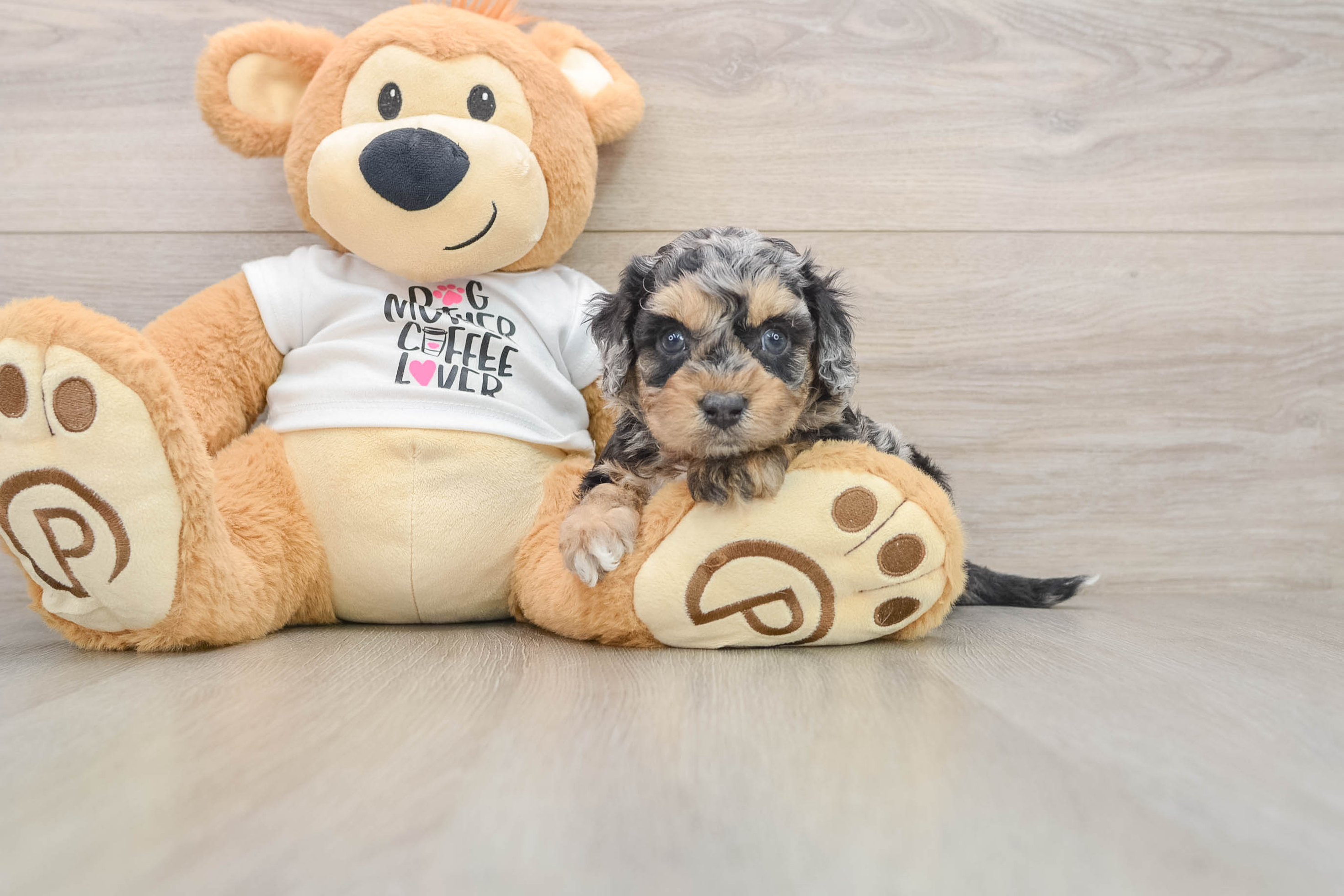 Smart Cockapoo Breckyn: 4lb 9oz Doodle Puppy