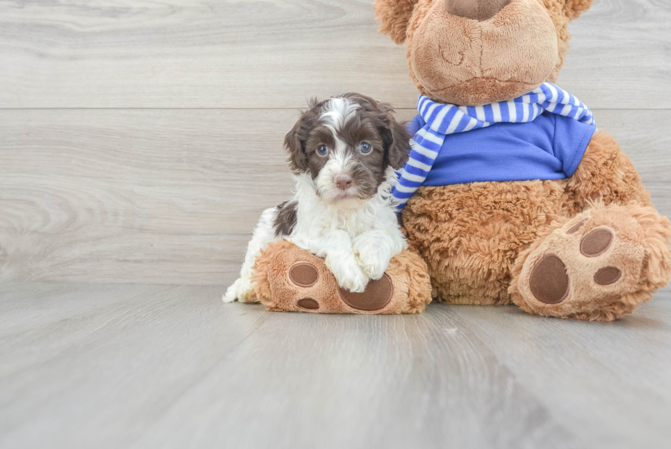 Little Cockapoo Bronny: 3lb 12oz Doodle Puppy