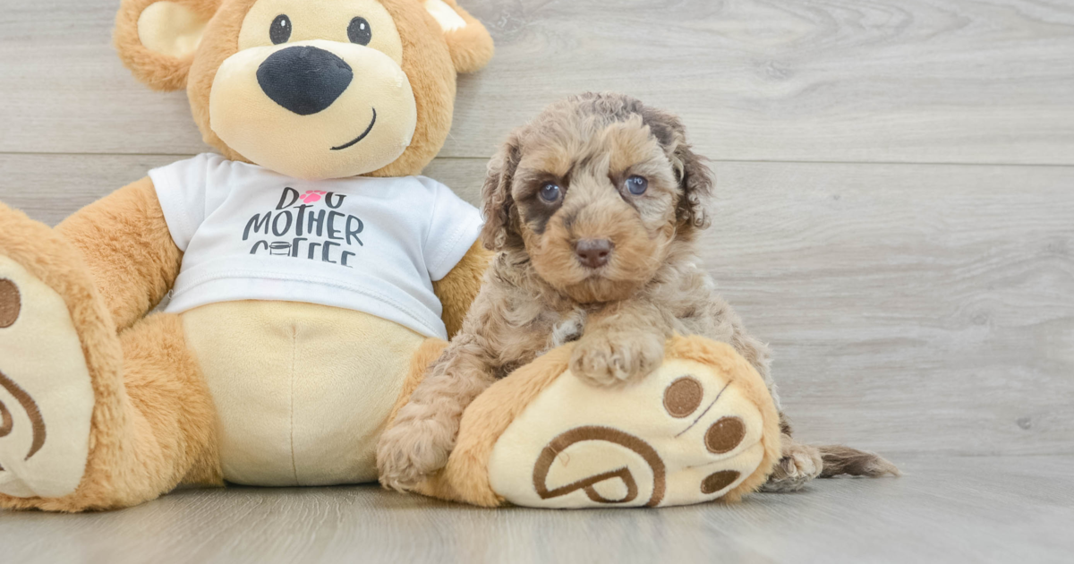 Happy Cockapoo Brownie: 5lb 3oz Doodle Puppy
