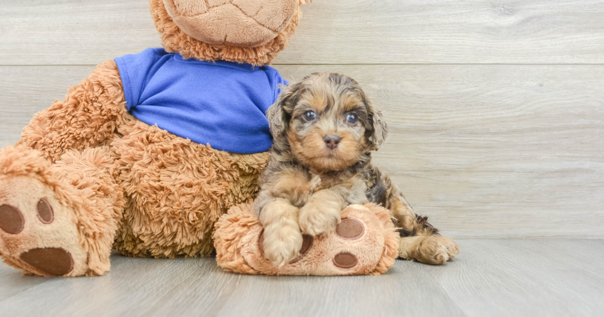 Adorable Cockapoo Caelan: 3lb 6oz Doodle Puppy