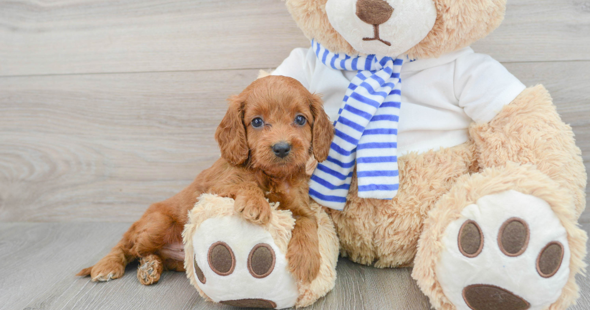 Cute Cockapoo Cajun: 3lb 15oz Doodle Puppy