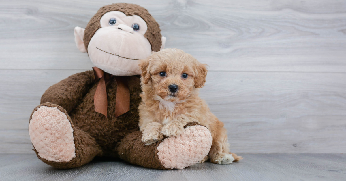 Sweet Cockapoo Cajun: 3lb 2oz Doodle Puppy