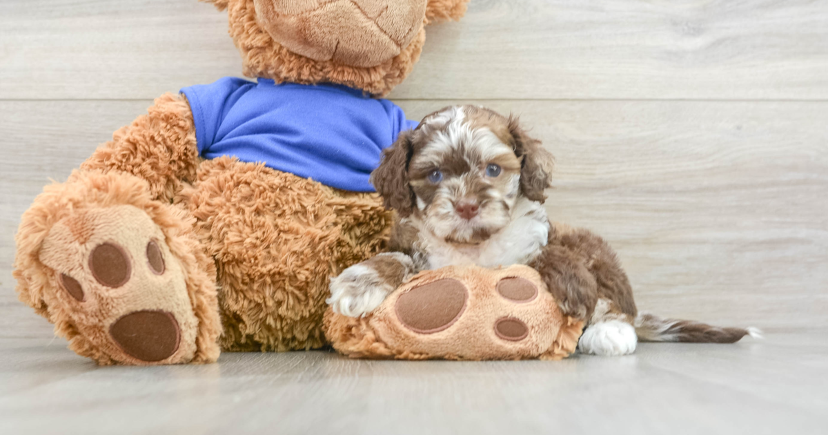 Small Cockapoo Calypso: 3lb 10oz Doodle Puppy