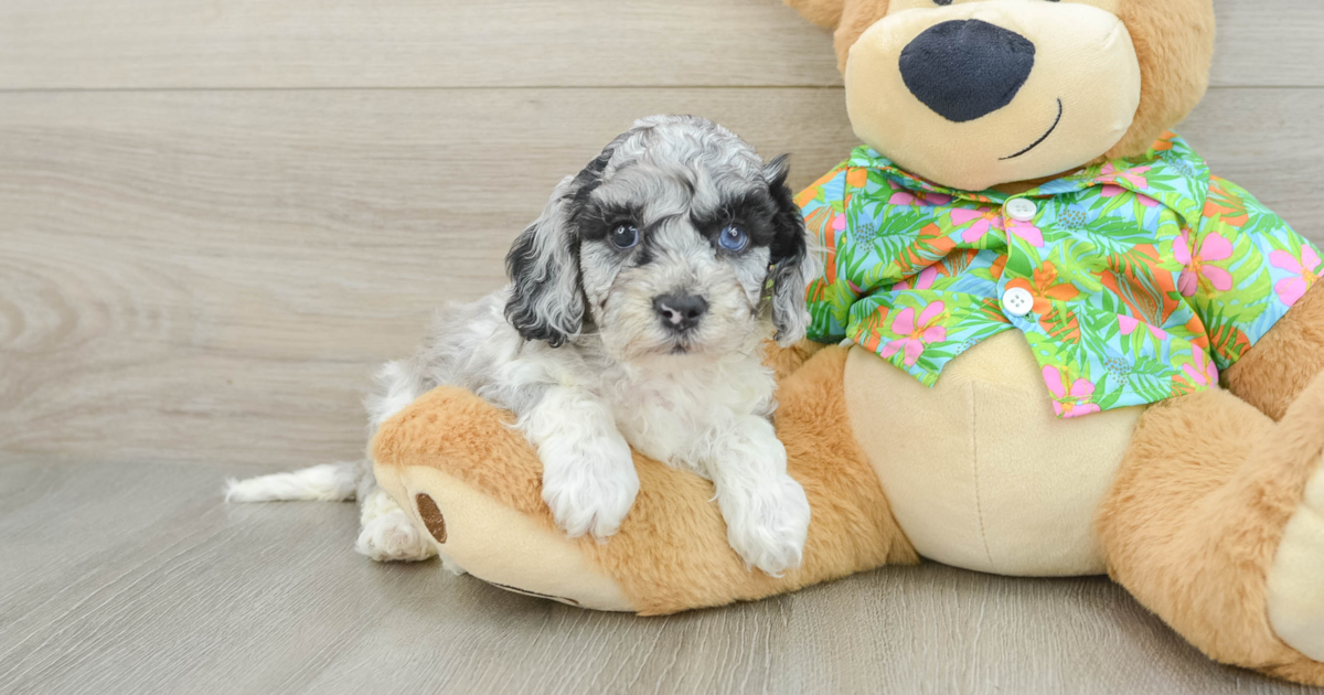 Small Cockapoo Calypso: 4lb 14oz Doodle Puppy