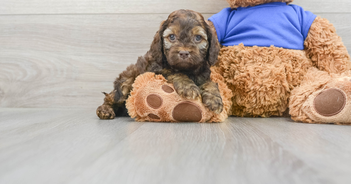 Playful Cockapoo Dash: 4lb 13oz Doodle Puppy