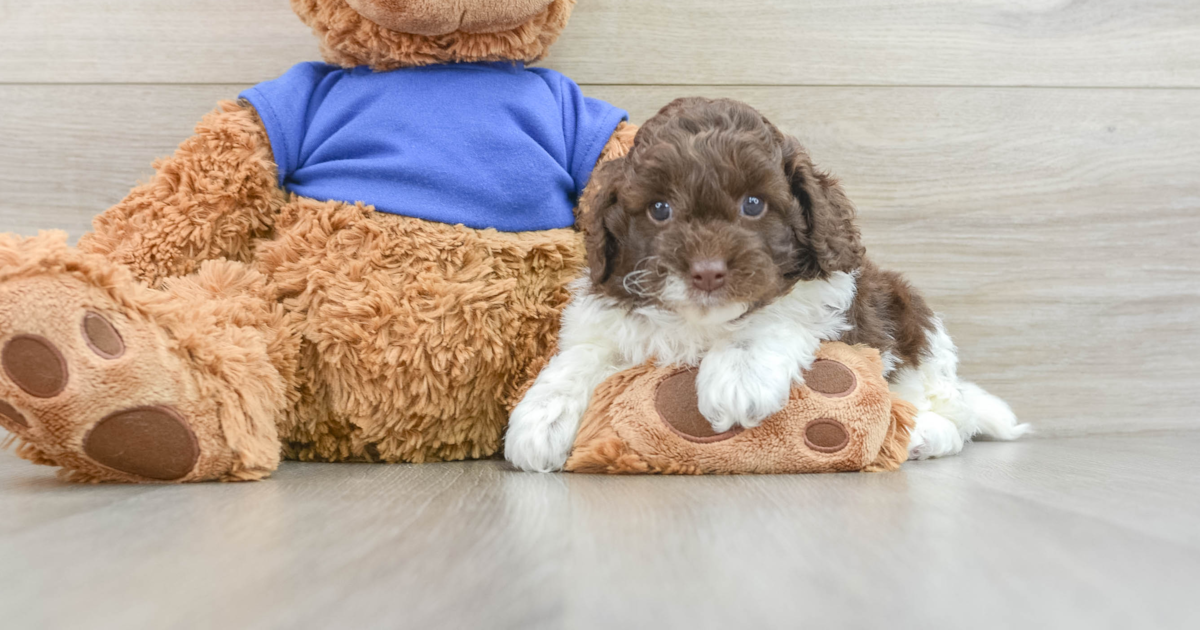 Sweet Cockapoo Della: 3lb 13oz Doodle Puppy