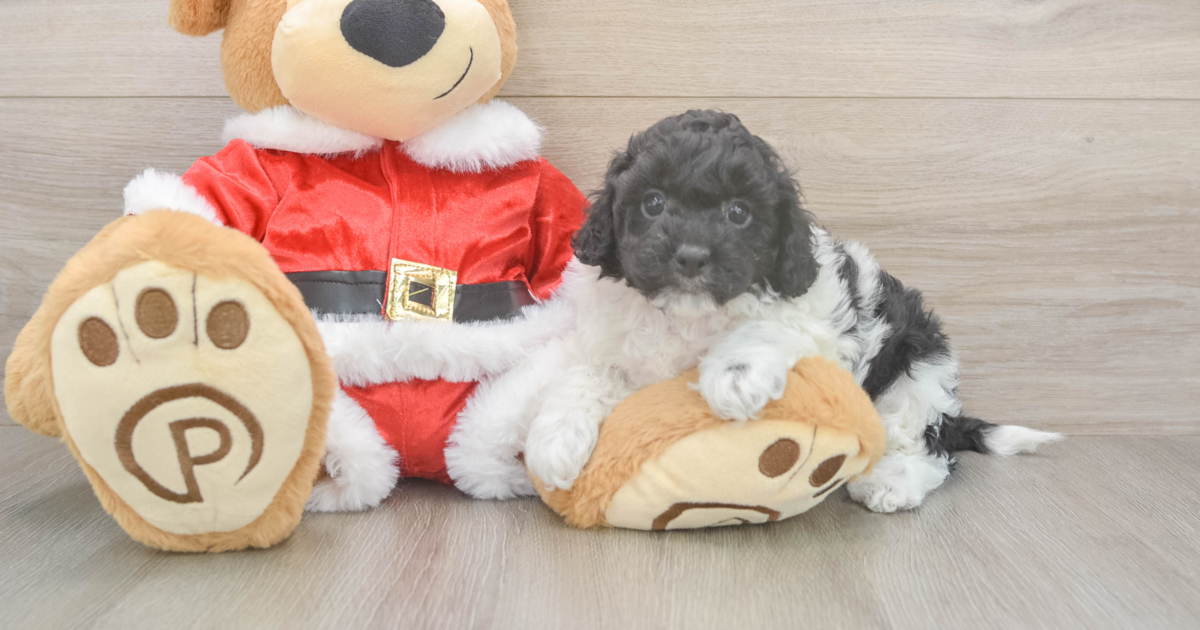 Popular Cockapoo Della: 4lb 14oz Doodle Puppy