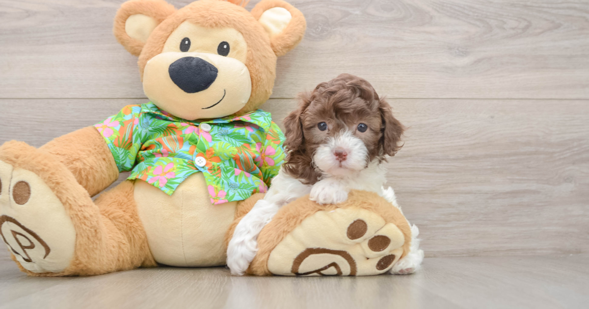 Fluffy Cockapoo Della: 4lb 8oz Doodle Puppy