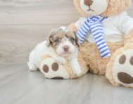 Cockapoo | Doodle Breed Information | Premier Pups