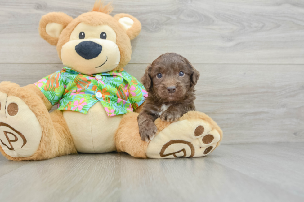 Funny Cockapoo Ferguson: 3lb 11oz Doodle Puppy