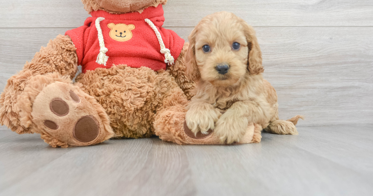 Playful Cockapoo Freckles: 7lb 2oz Doodle Puppy