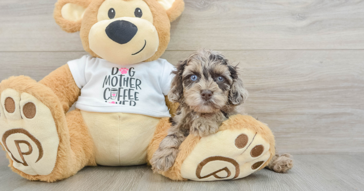 Cute Cockapoo Freckles: 2lb 14oz Doodle Puppy