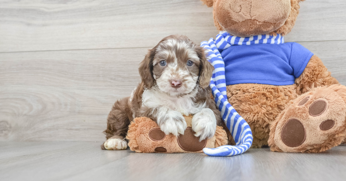 Sweet Cockapoo Frisco: 5lb 3oz Doodle Puppy