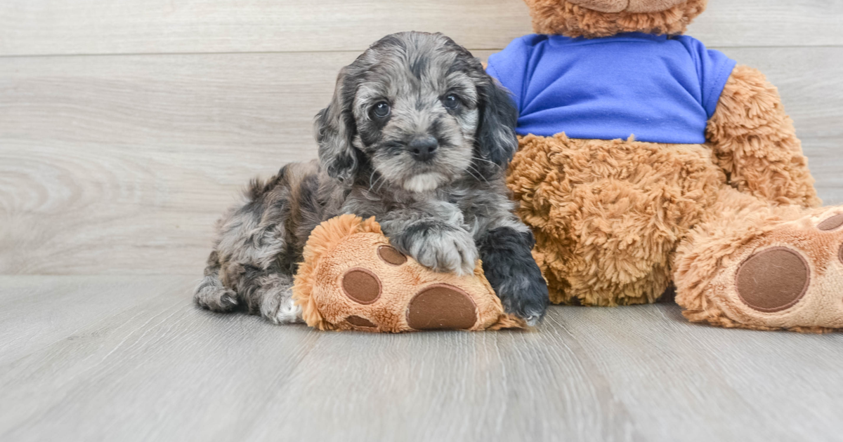 Smart Cockapoo Frisco: 6lb 10oz Doodle Puppy