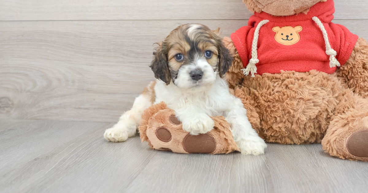Cute Cockapoo Genesis: 5lb 10oz Doodle Puppy