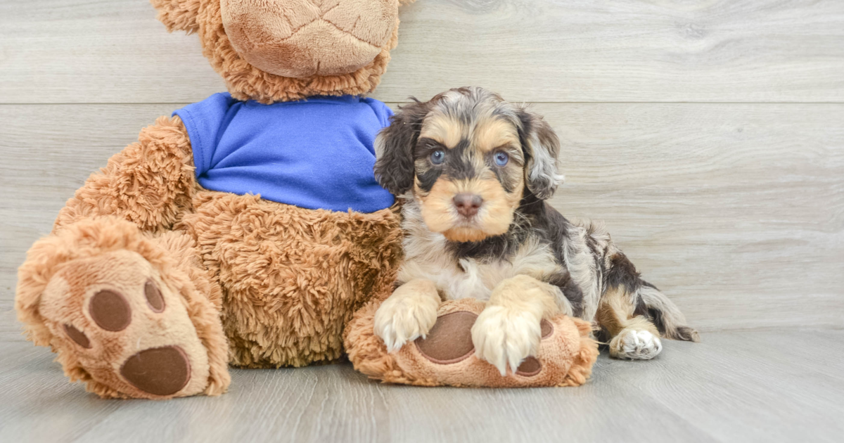 Cute Cockapoo Genesis: 6lb 2oz Doodle Puppy
