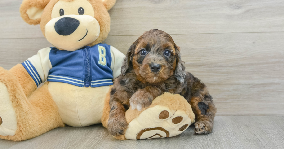 Friendly Cockapoo Genesis: 6lb 5oz Doodle Puppy