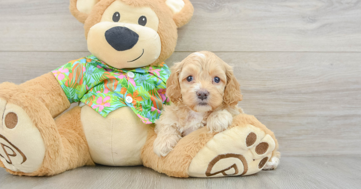 Popular Cockapoo Gerard: 3lb 15oz Doodle Puppy