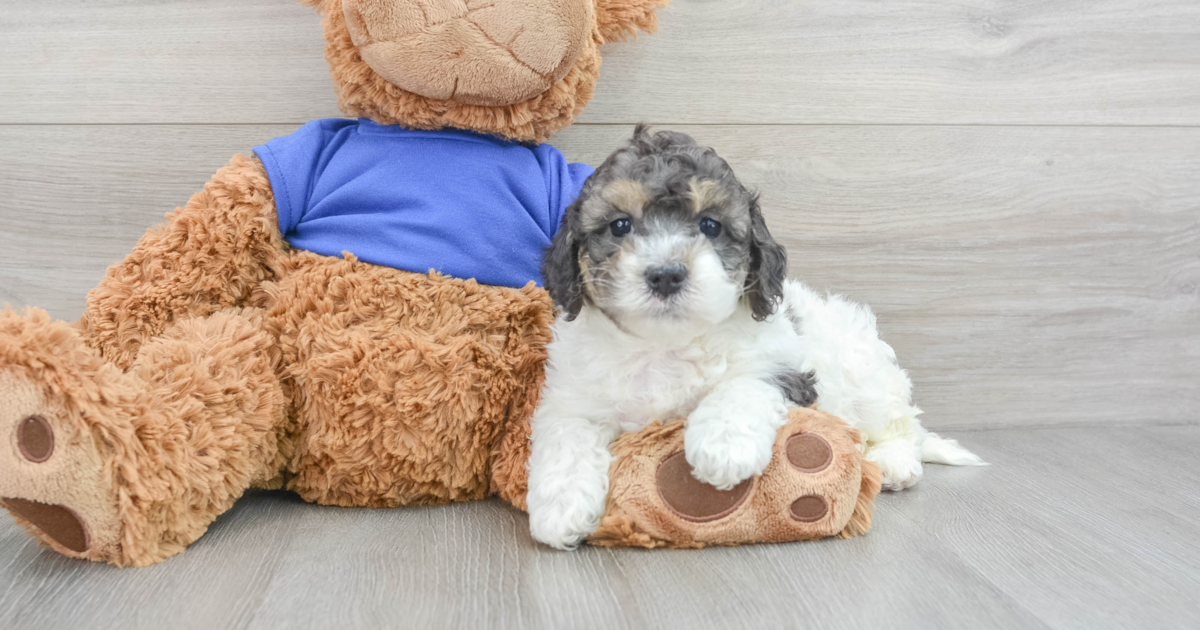 Fluffy Cockapoo Gingham: 5lb 10oz Doodle Puppy