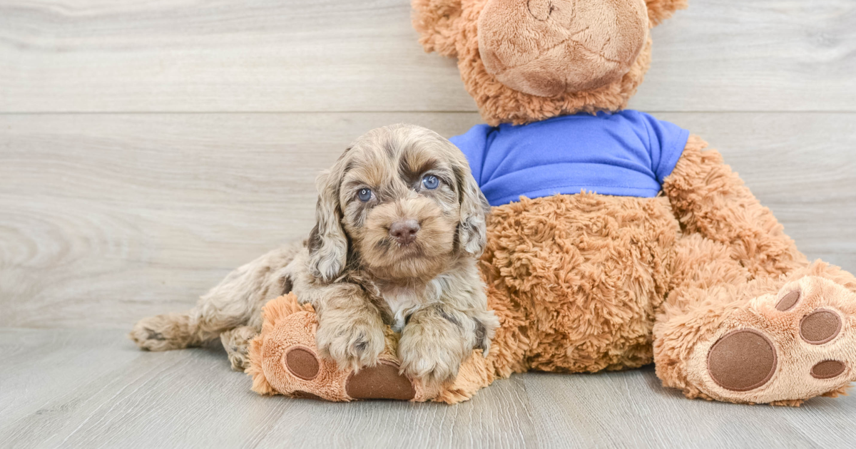 Funny Cockapoo Gingham: 6lb 10oz Doodle Puppy