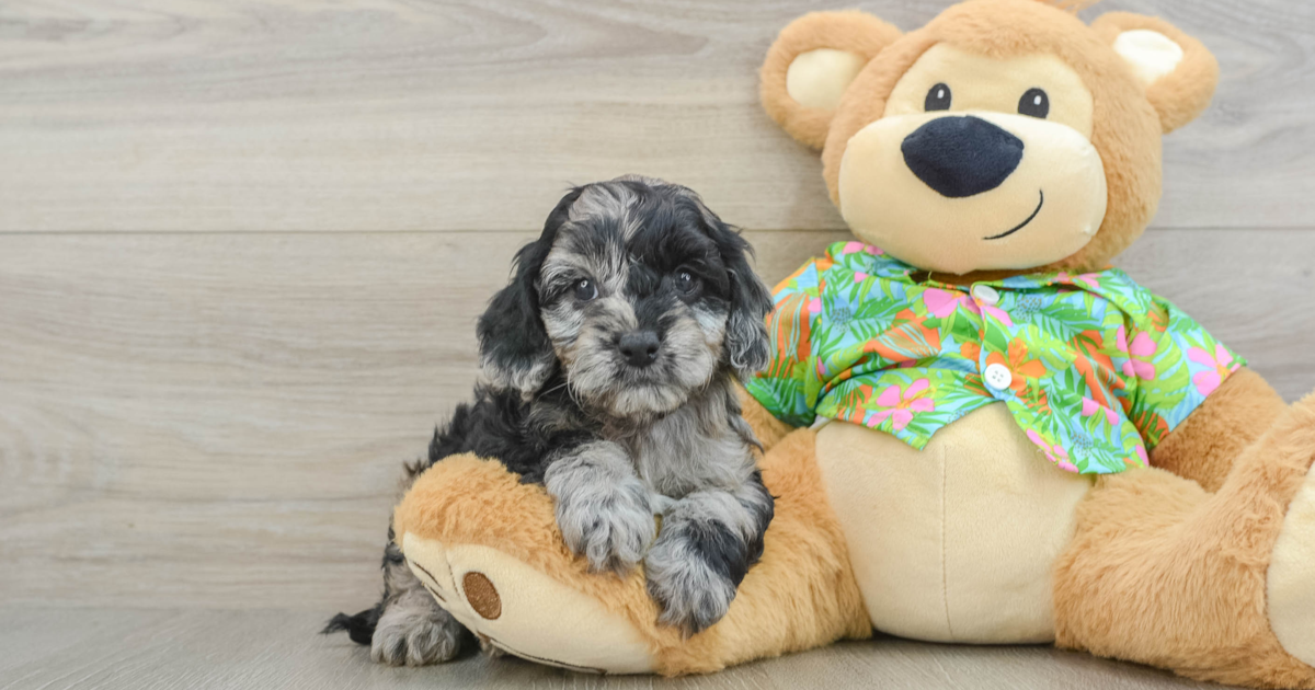 Adorable Cockapoo Gingham: 4lb 7oz Doodle Puppy