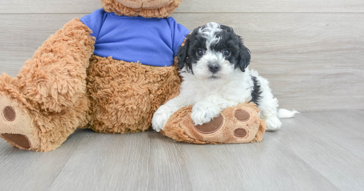 Fluffy Cockapoo Gracelynn: 3lb 4oz Doodle Puppy
