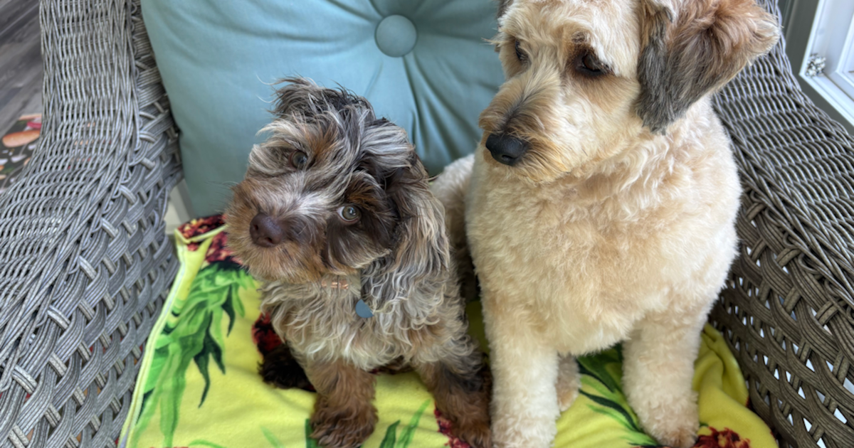 Cockapoo Haircuts: 7 Adorable Styles That Will Transform Your Dog
