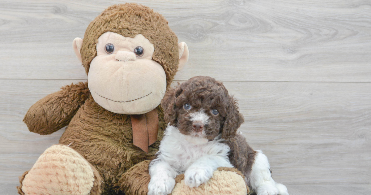 Funny Cockapoo Kahlua: 3lb 14oz Doodle Puppy