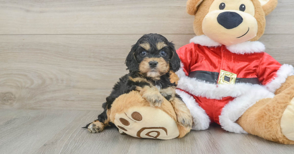 Funny Cockapoo Kassidy: 3lb 13oz Doodle Puppy