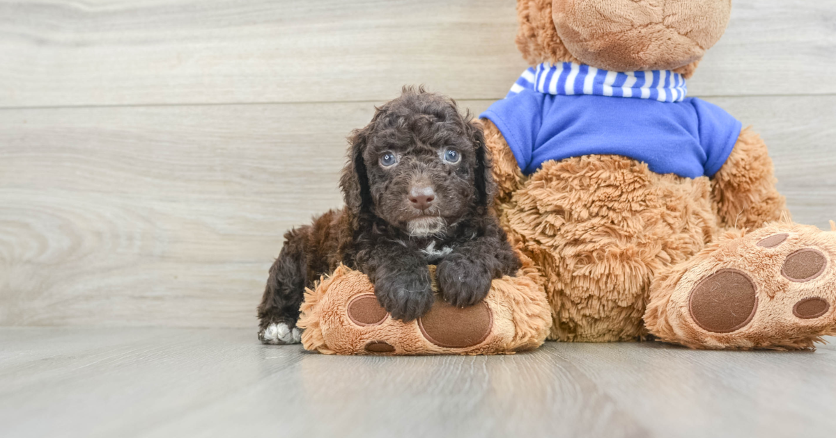 Smart Cockapoo Kodah: 5lb 13oz Doodle Puppy
