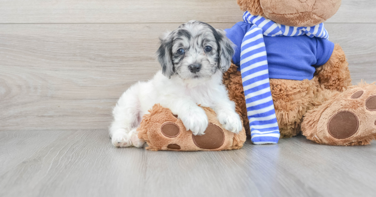 Hypoallergenic Cockapoo Patches: 4lb 10oz Doodle Puppy