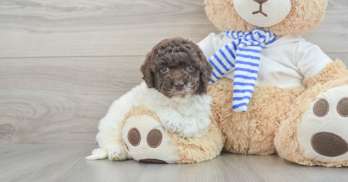Little Cockapoo Patches: 4lb 13oz Doodle Puppy