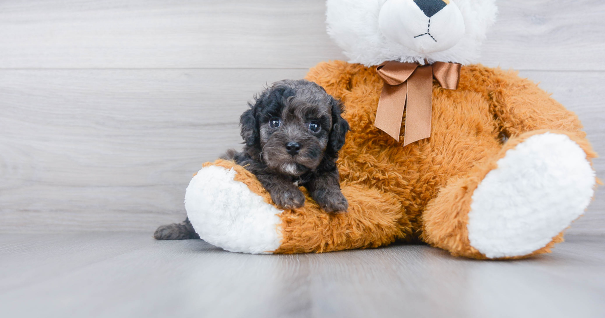 Petite Cockapoo Patches: 3lb 2oz Doodle Puppy
