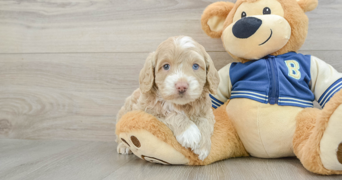 Fluffy Cockapoo Patrick: 6lb 10oz Doodle Puppy