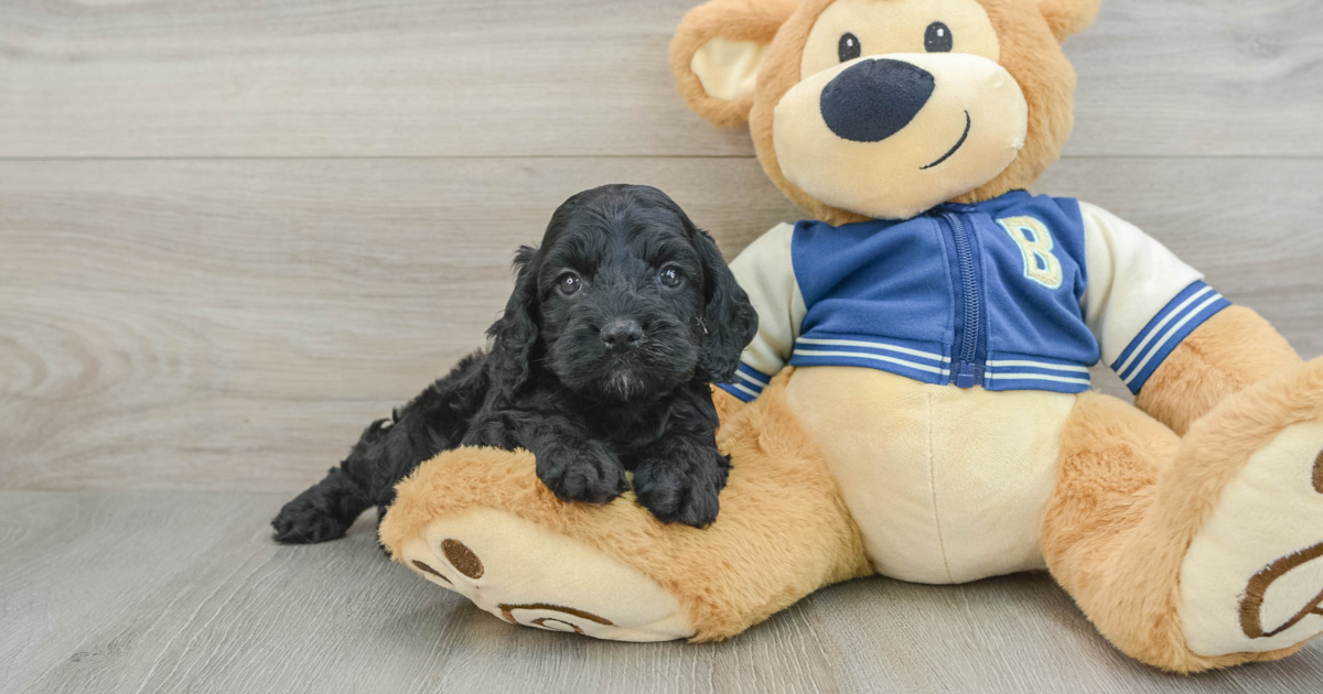 Funny Cockapoo Paul: 5lb 15oz Doodle Puppy