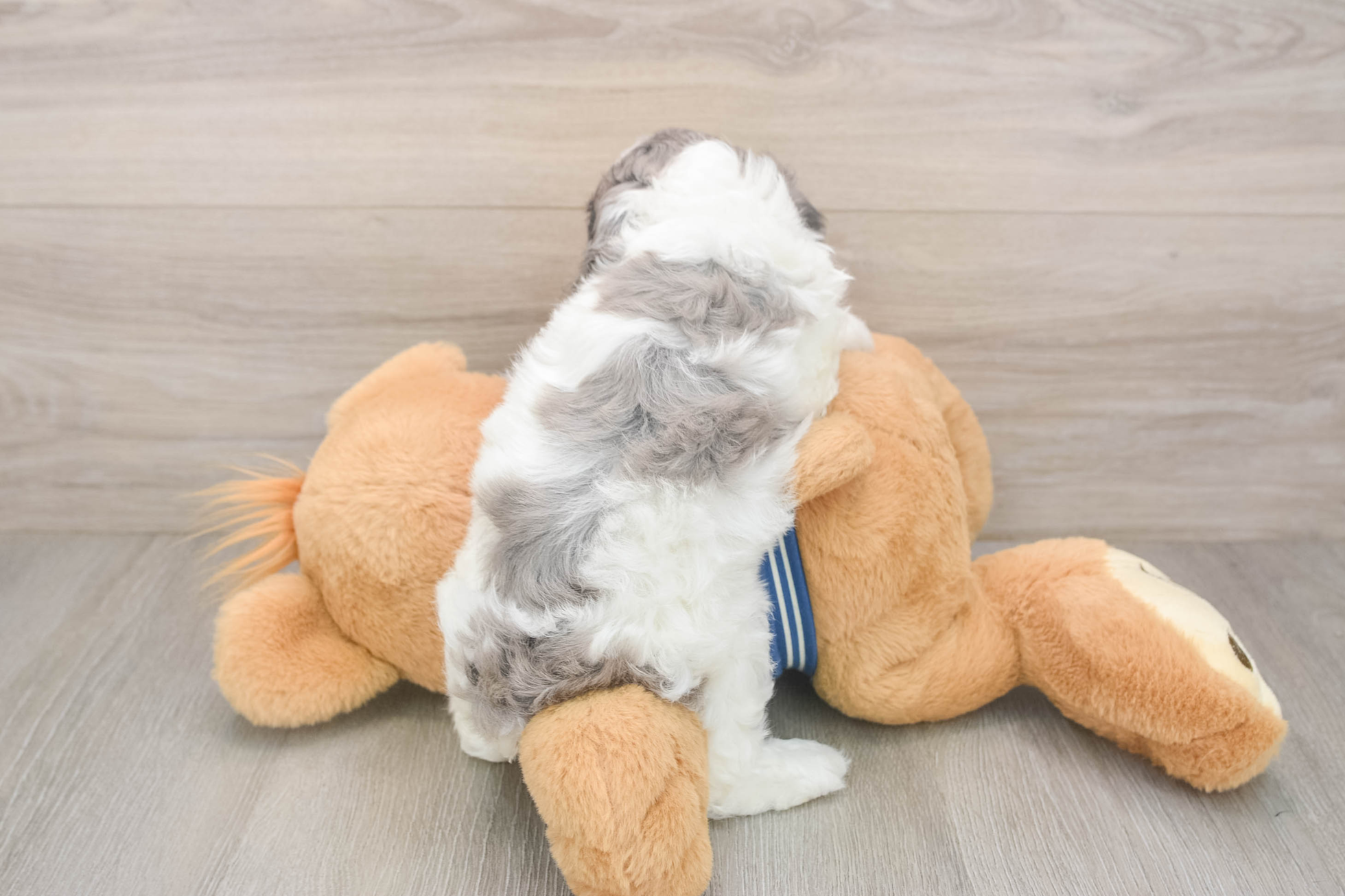 Cockapoo Peach: 2lb 15oz Doodle Puppy