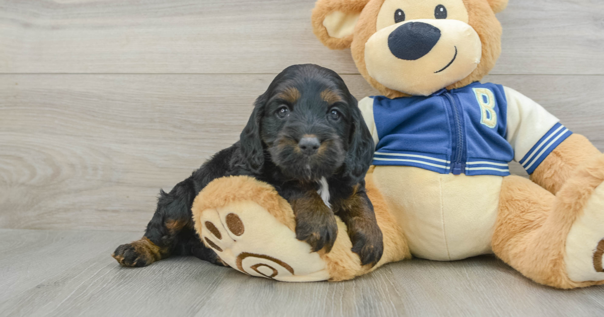 Playful Cockapoo Phillip: 7lb 10oz Doodle Puppy